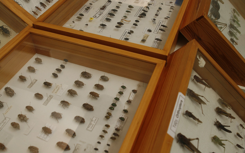 The MedFly project – MEDFLY